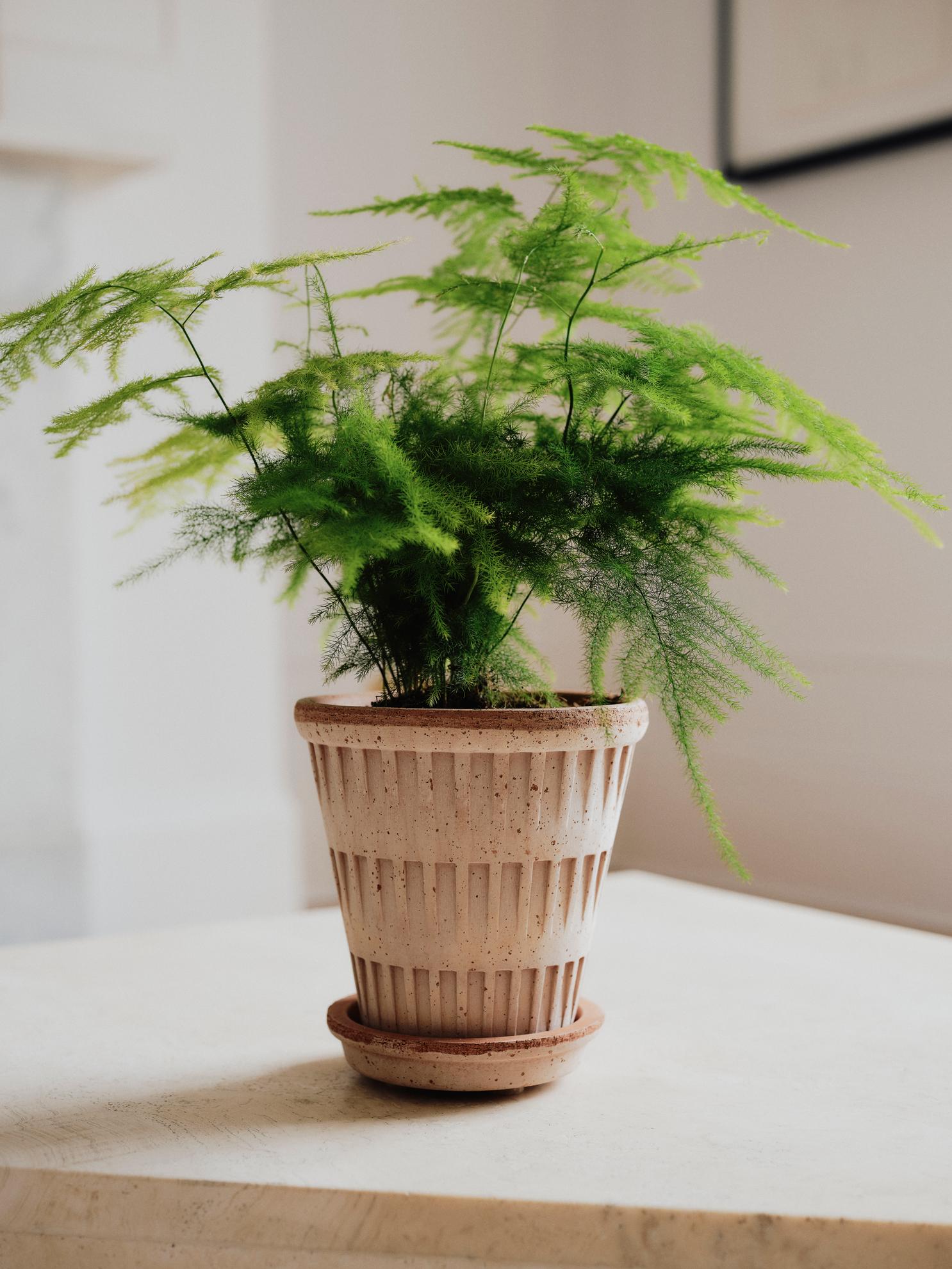 Pantheon Pot | Plant Society Toronto