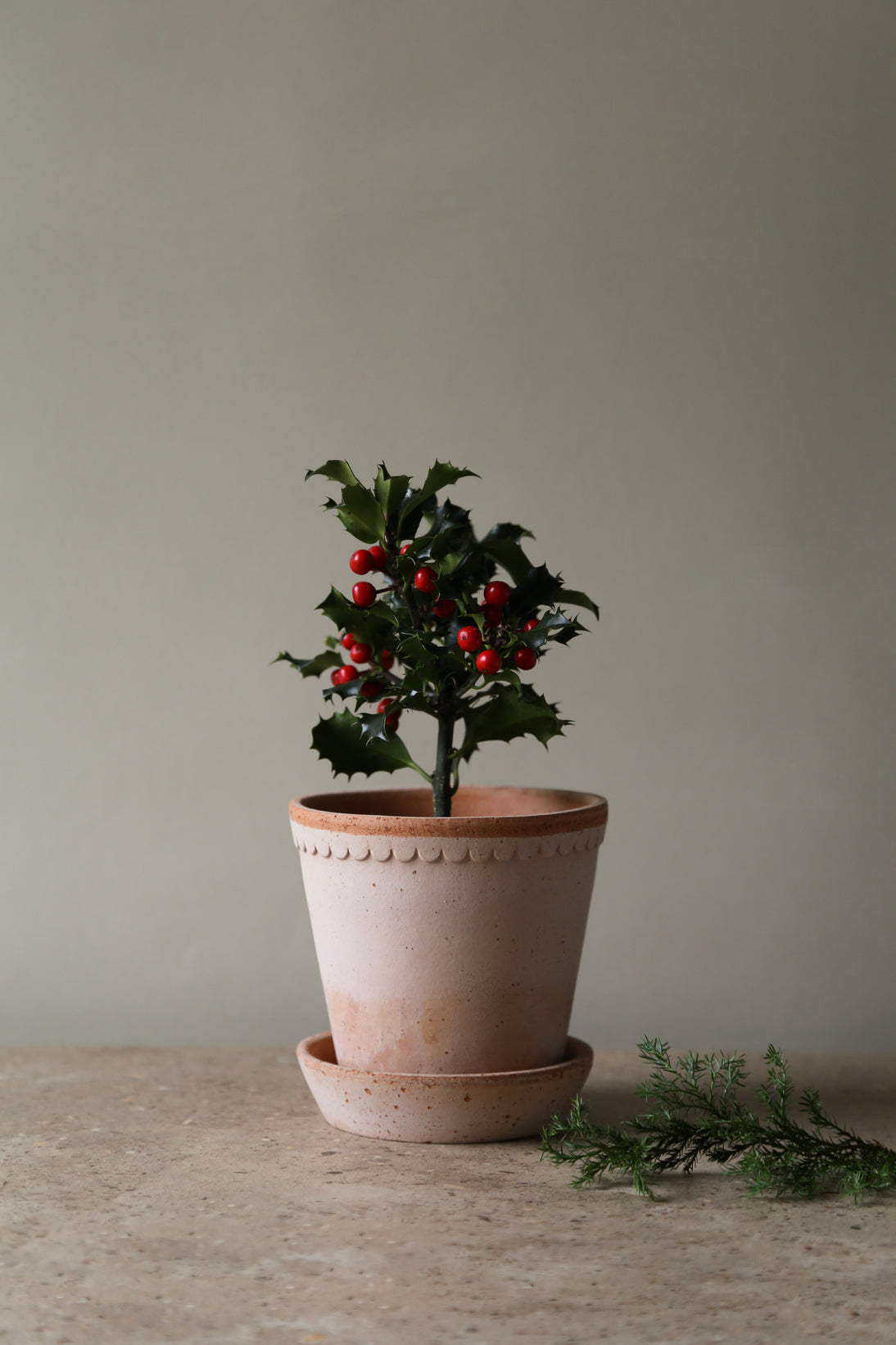 Helena Pot | Plant Society Toronto