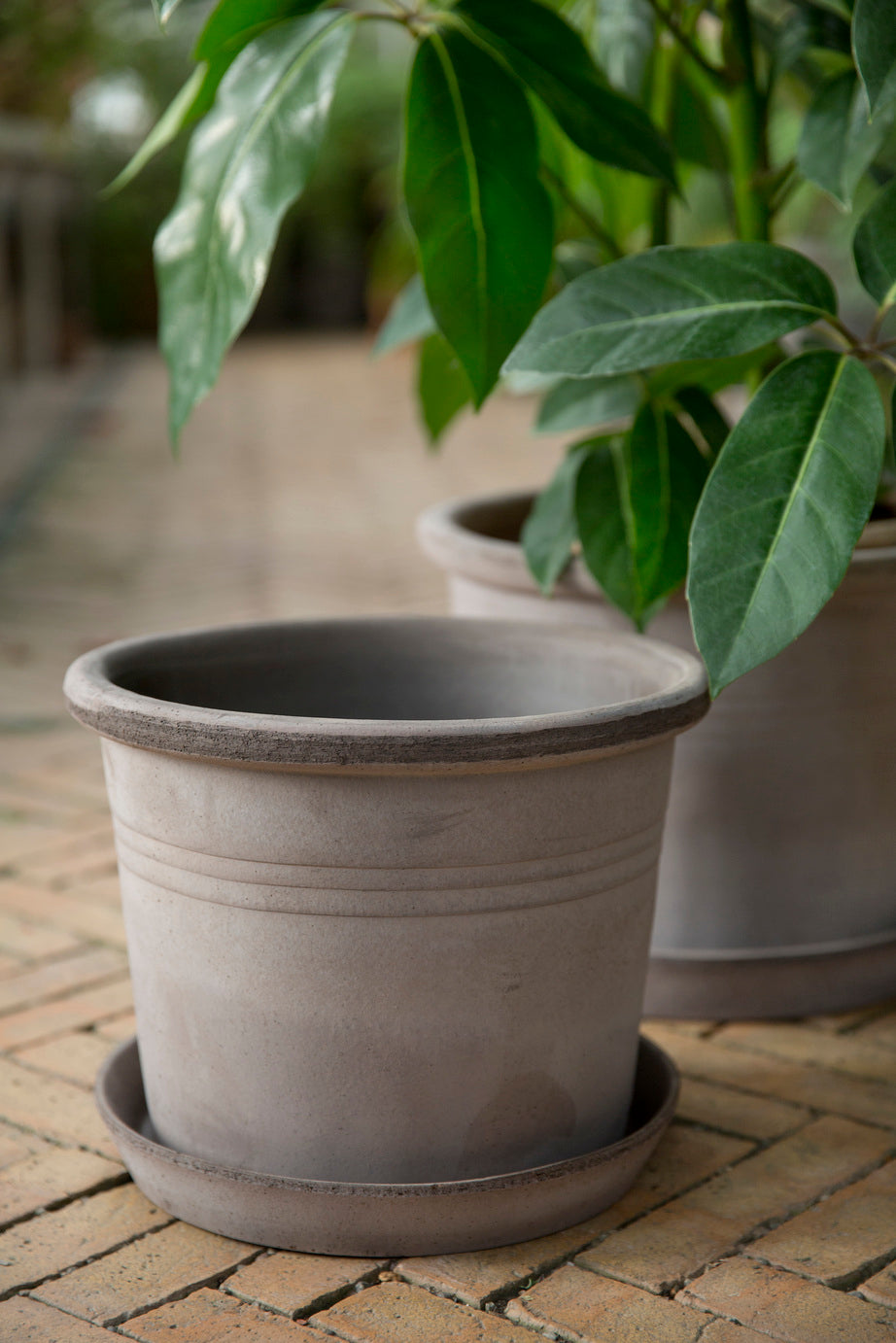 Galestro Pot – Plant Society Toronto