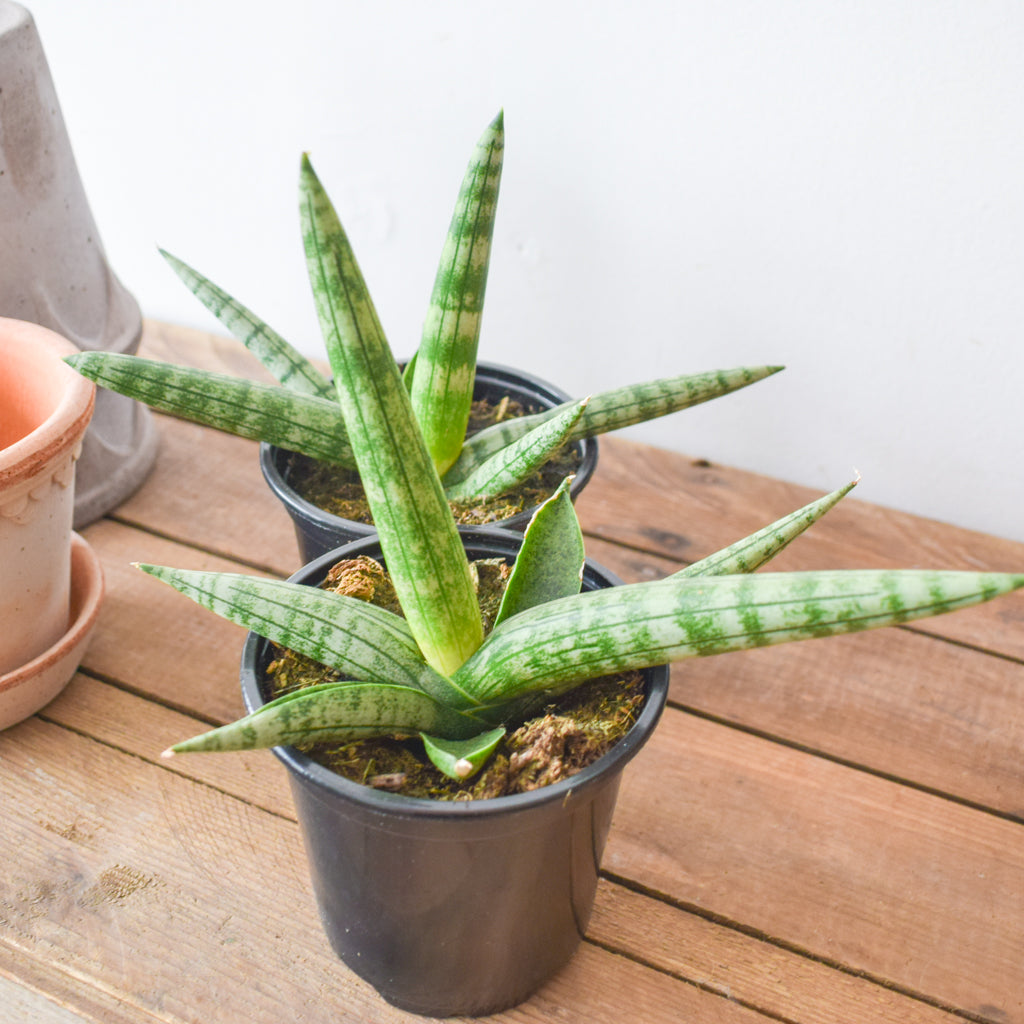 Sansevieria Boncel – Plant Society Toronto