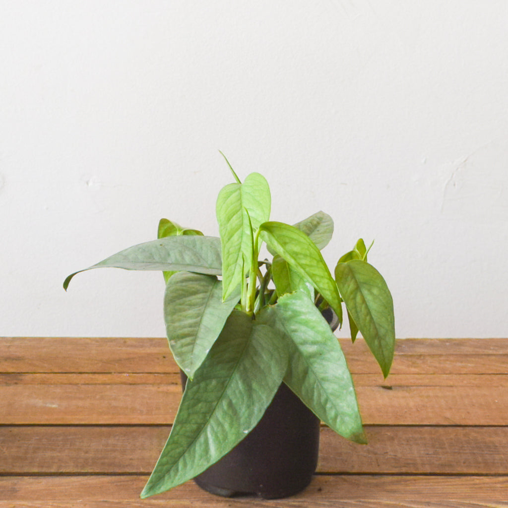 Pothos Cebu Blue – Plant Society Toronto