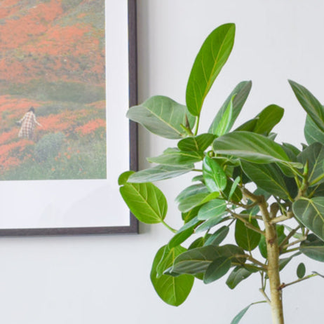 Ficus Audrey Tree – Plant Society Toronto