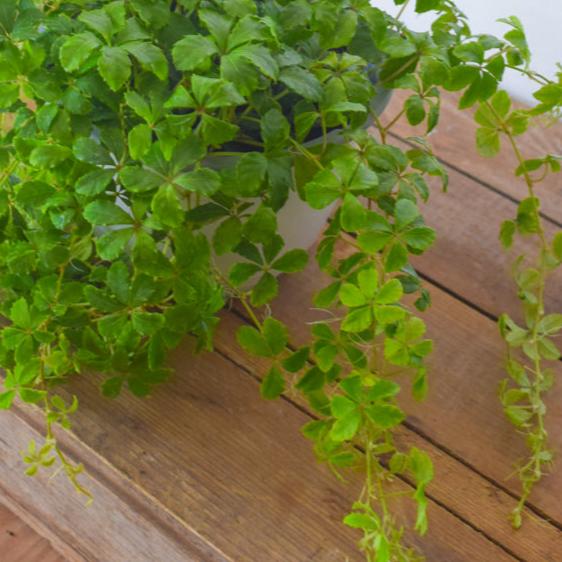 Sugar Vine – Plant Society Toronto