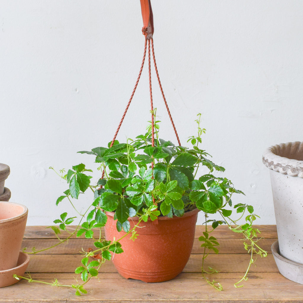 Sugar Vine – Plant Society Toronto