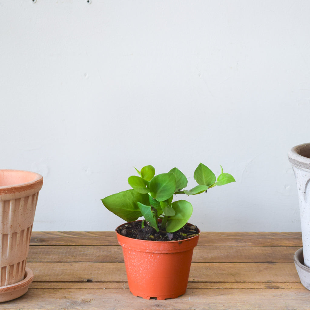 Shingle Plant (Rhaphidophora Korthalsii) – Plant Society Toronto