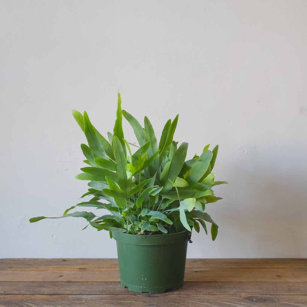Blue Star Fern – Plant Society Toronto