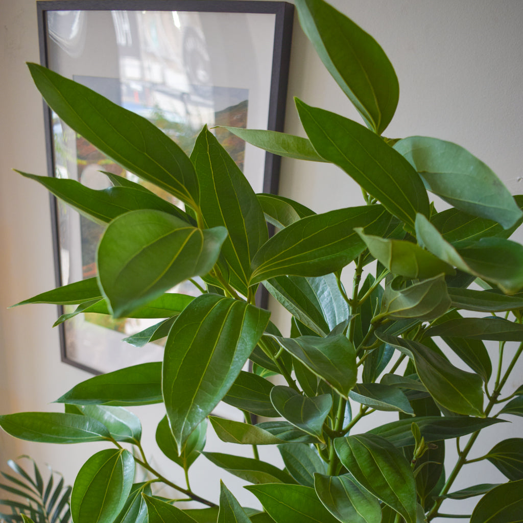 Cinnamon Tree – Plant Society Toronto