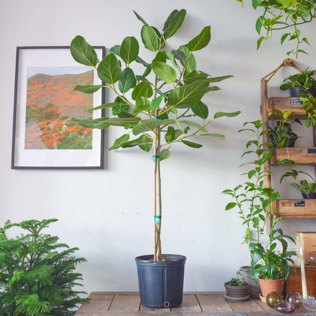 Ficus Audrey Tree – Plant Society Toronto