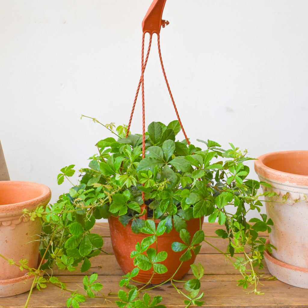 Sugar Vine – Plant Society Toronto