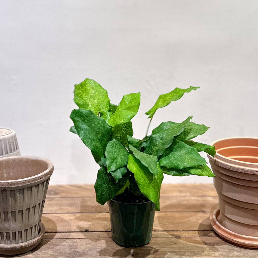 Calathea Network – Plant Society Toronto