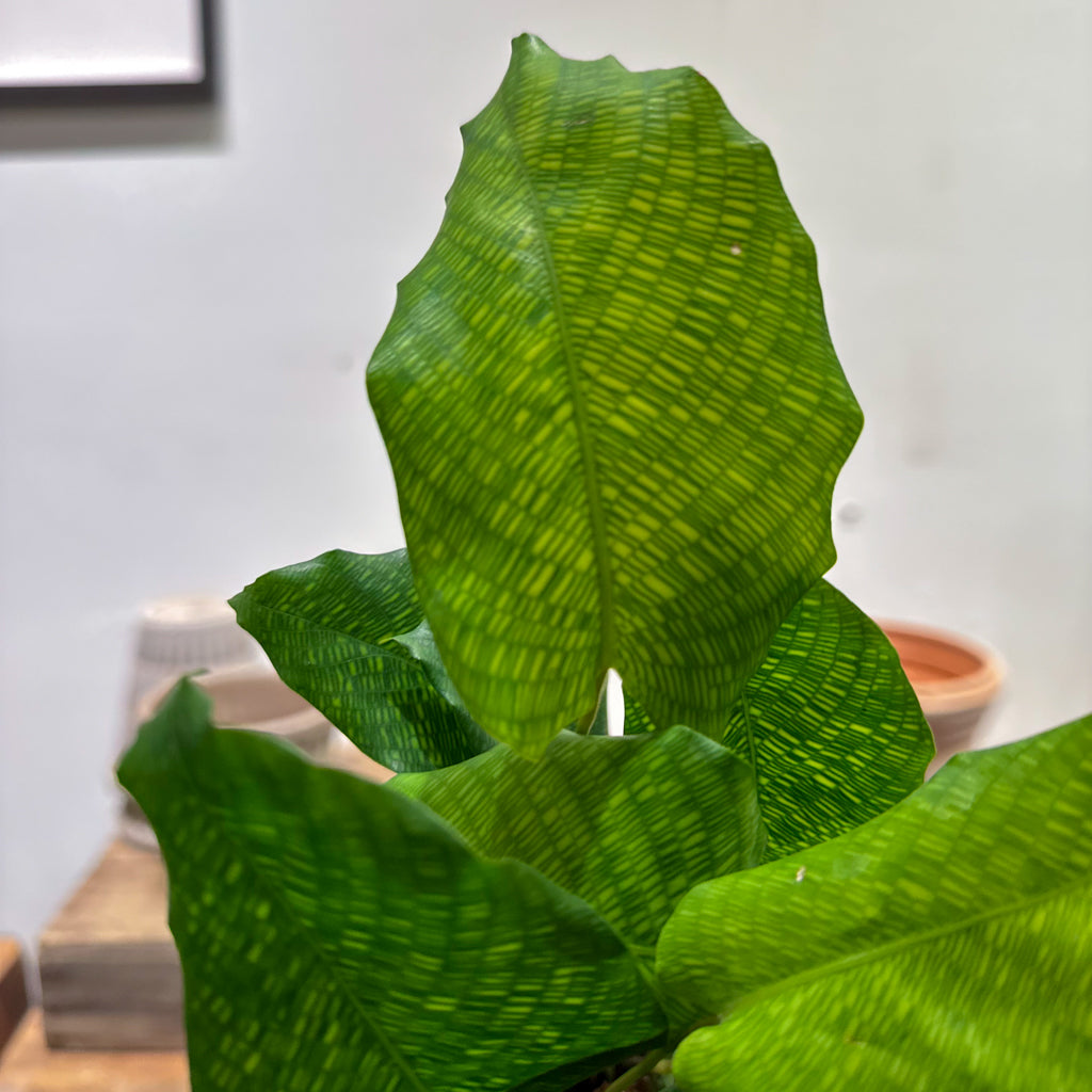 Calathea Network – Plant Society Toronto