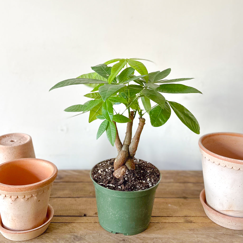 Money Tree Harley Braid – Plant Society Toronto