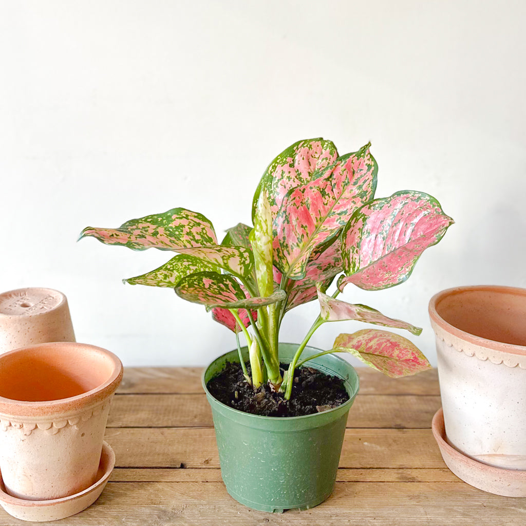 Aglaonema Ruby Ray – Plant Society Toronto