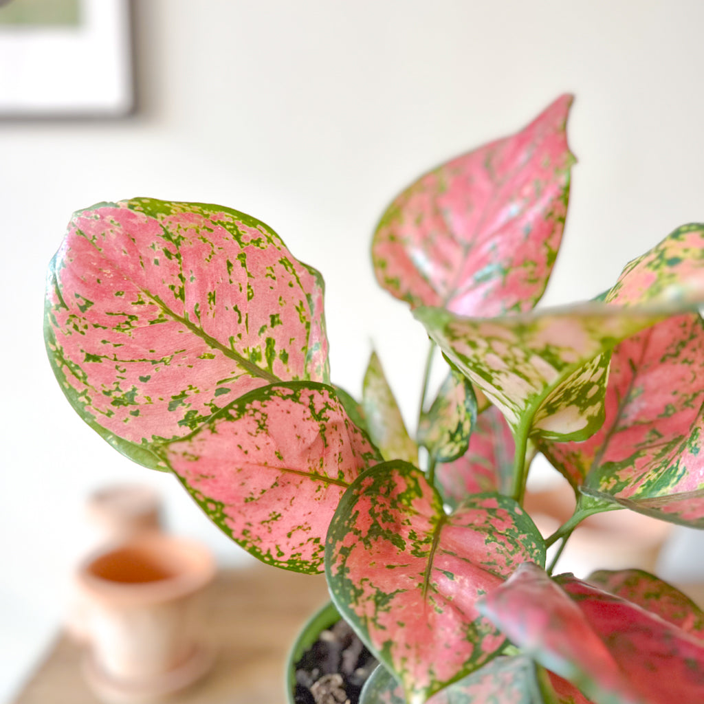 Aglaonema Ruby Ray – Plant Society Toronto