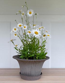 Daisy Pot | Plant Society Toronto