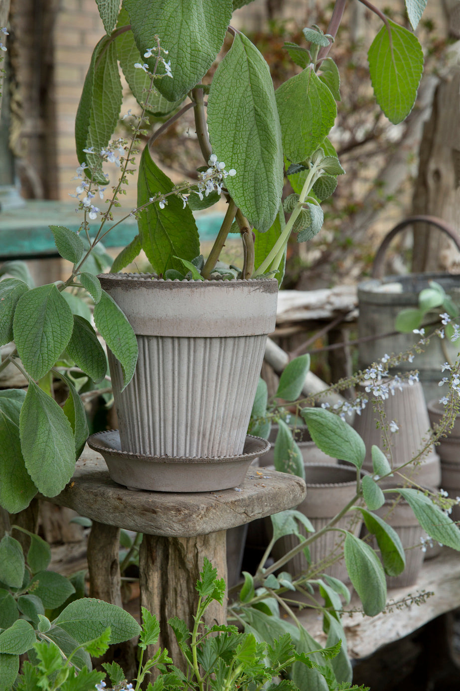 Simona Pot | Plant Society Toronto